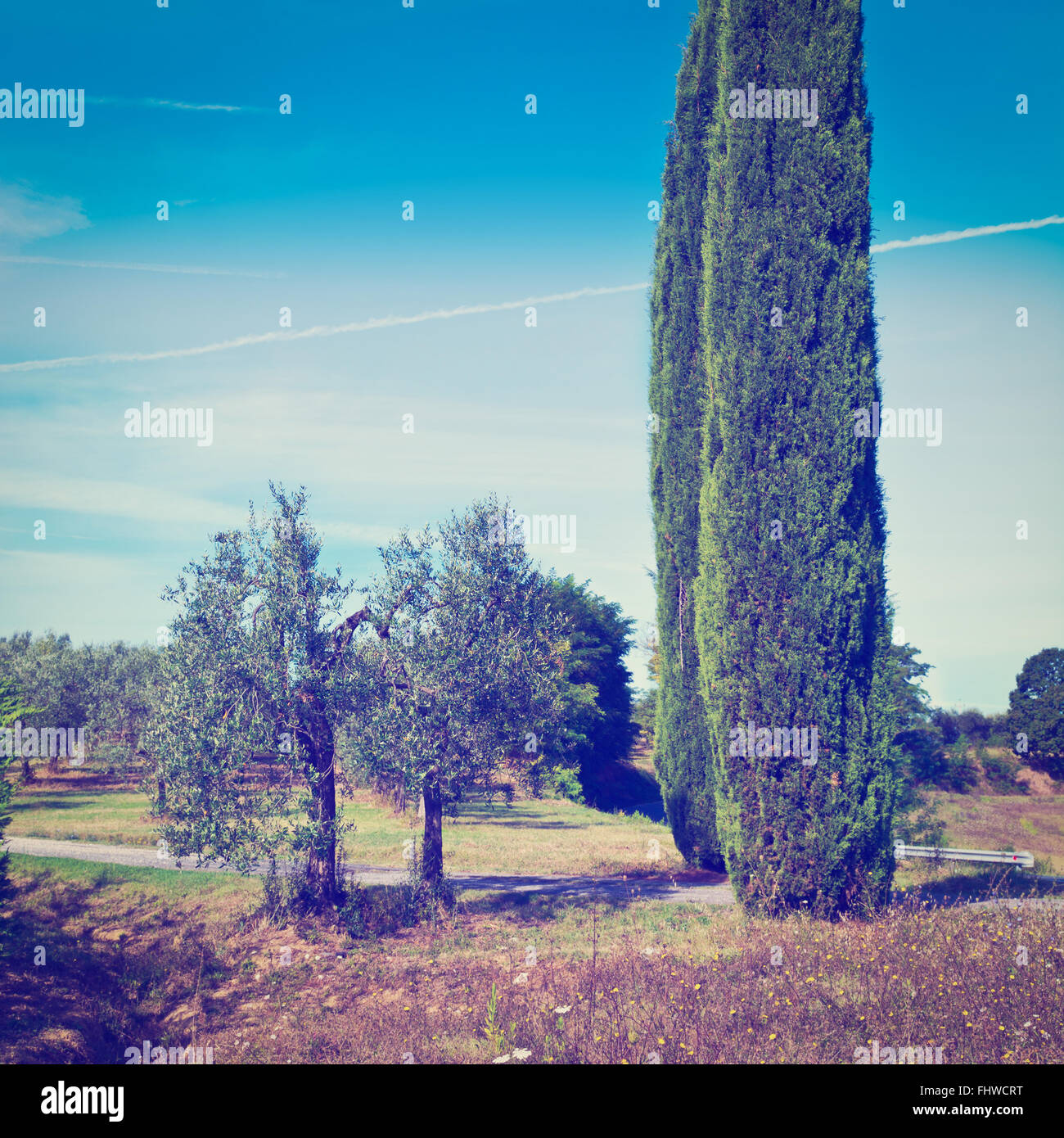 Green grass cypress grove hi-res stock photography and images - Alamy