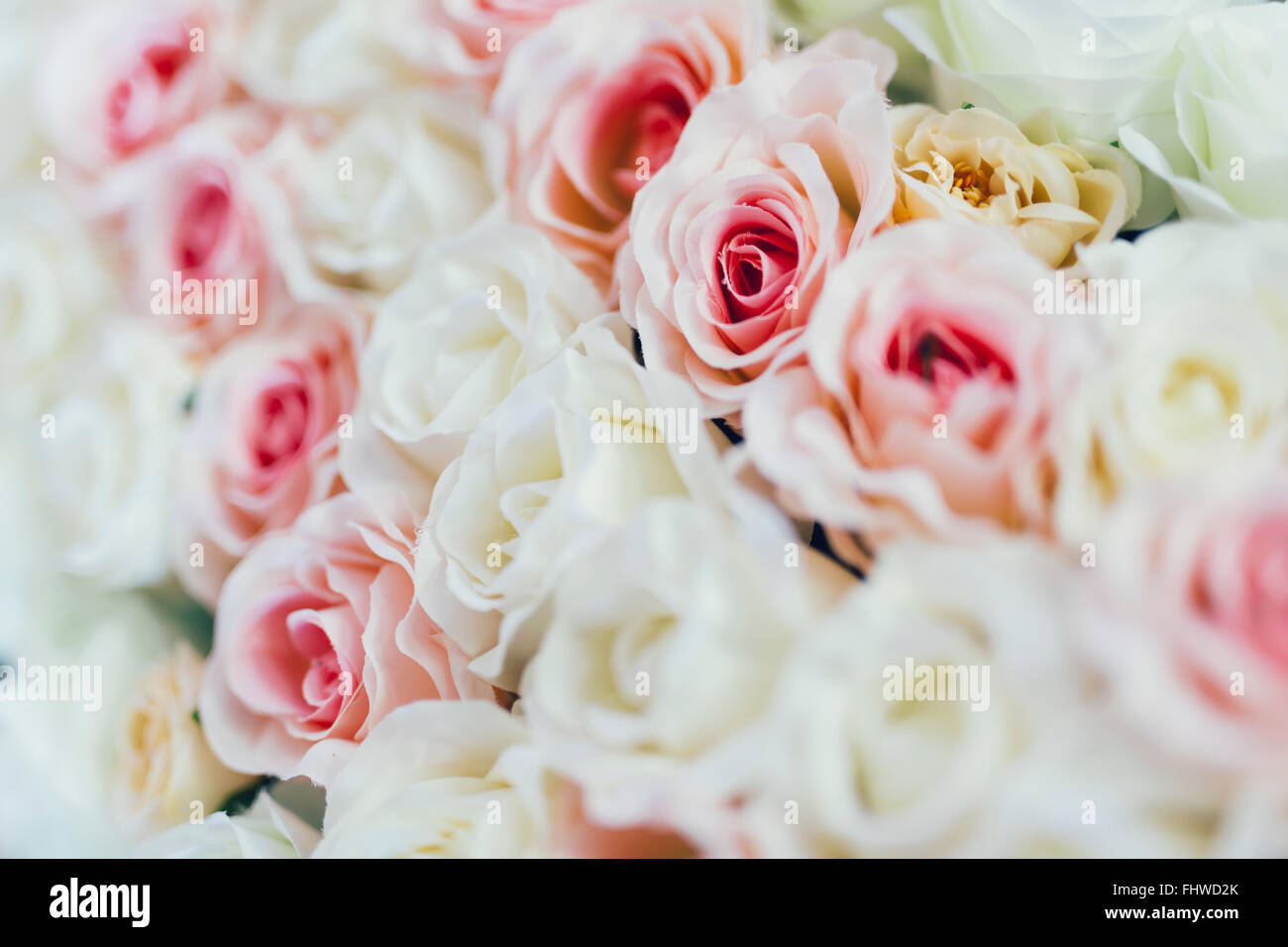 Many beautiful roses Stock Photo - Alamy