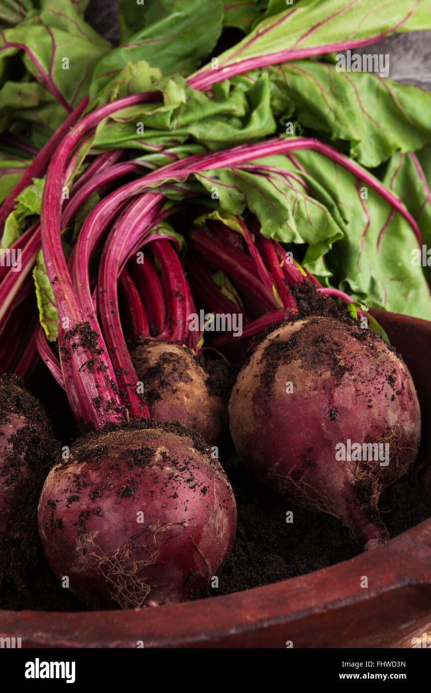 Beet root harvest Stock Photo - Alamy
