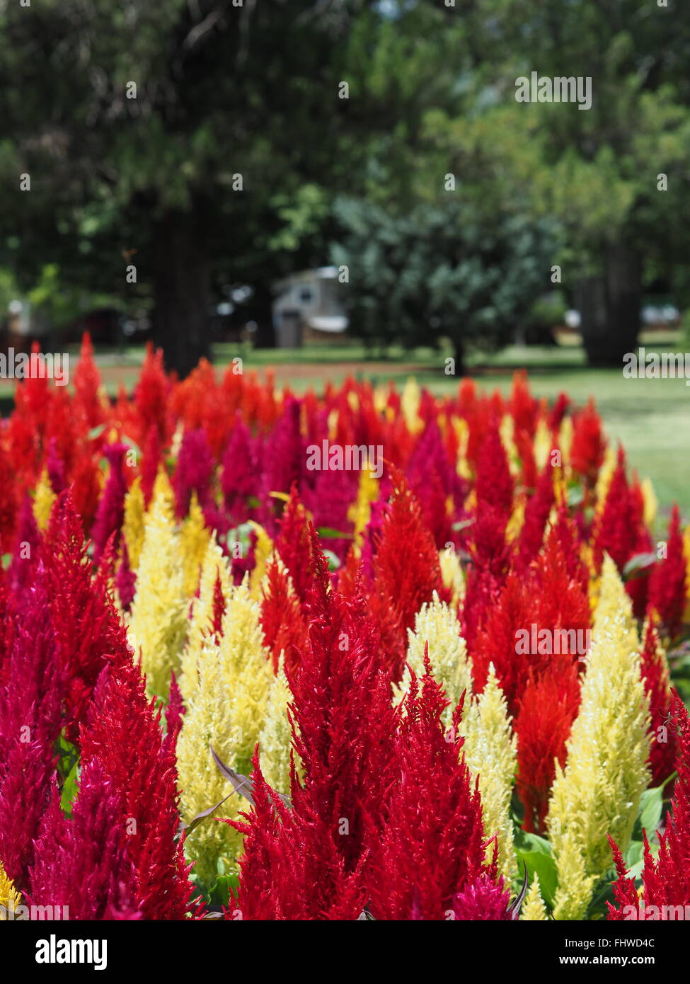 Tall red flowers hi-res stock photography and images - Alamy