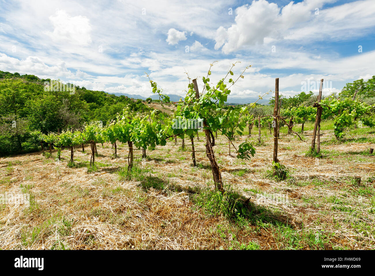 Vineyard support hi-res stock photography and images - Alamy