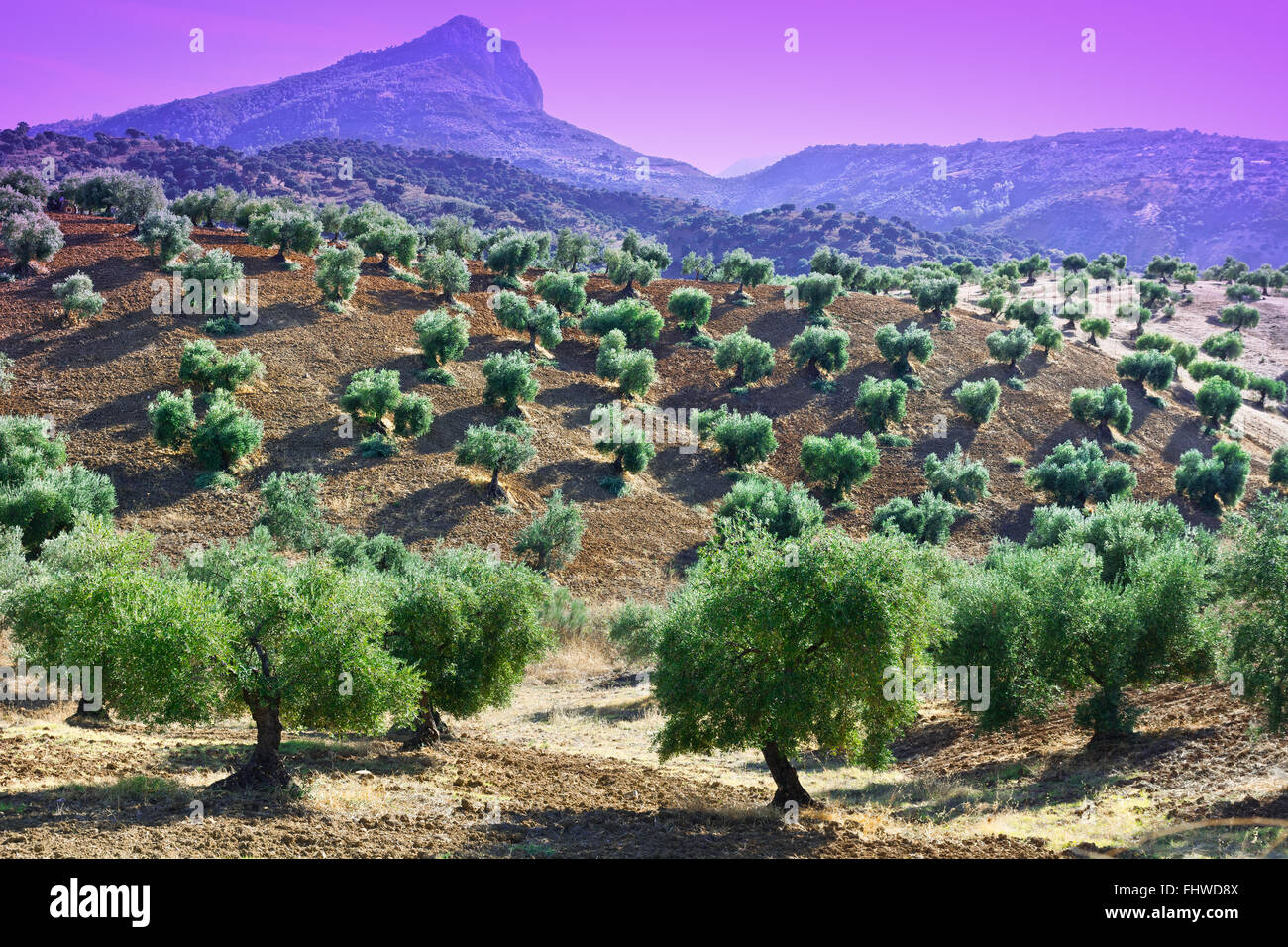 Olive Groves at Sunset Stock Photo - Alamy