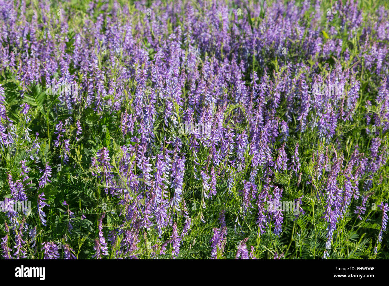 A field of cow vetch flowers. Nature background Stock Photo - Alamy