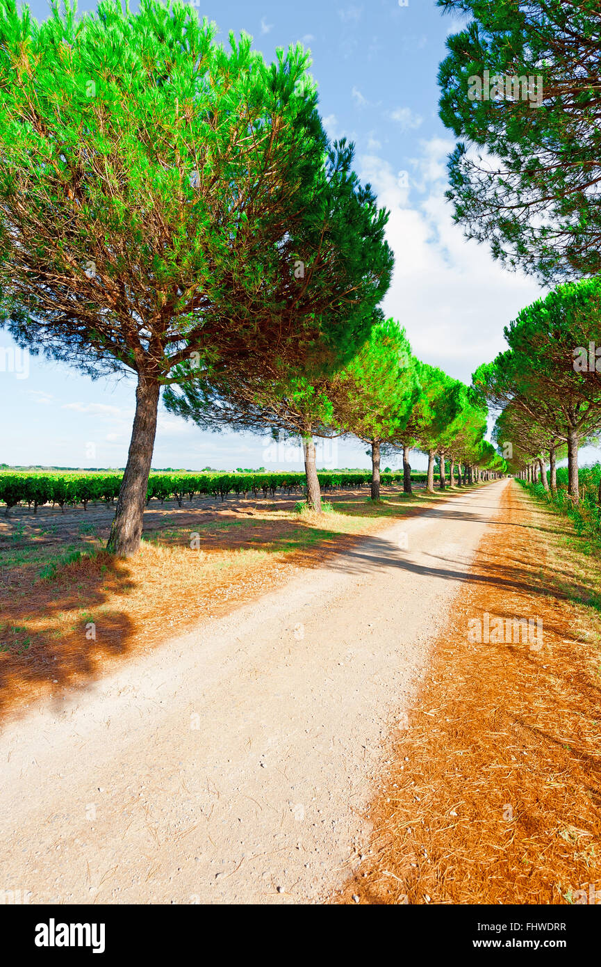 Empty vineyard country road hi-res stock photography and images - Alamy
