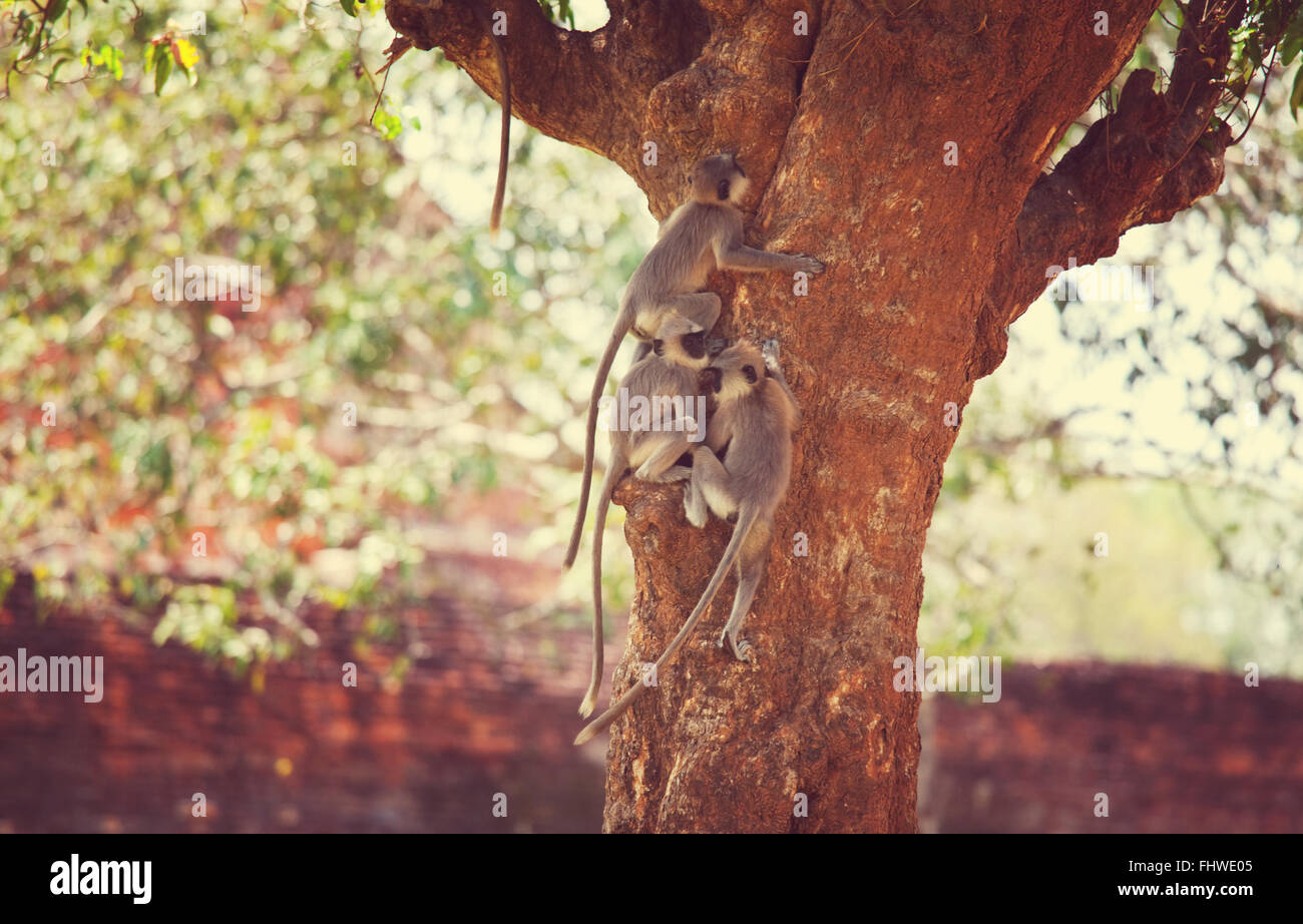 Monkey on Sri Lanka Stock Photo - Alamy