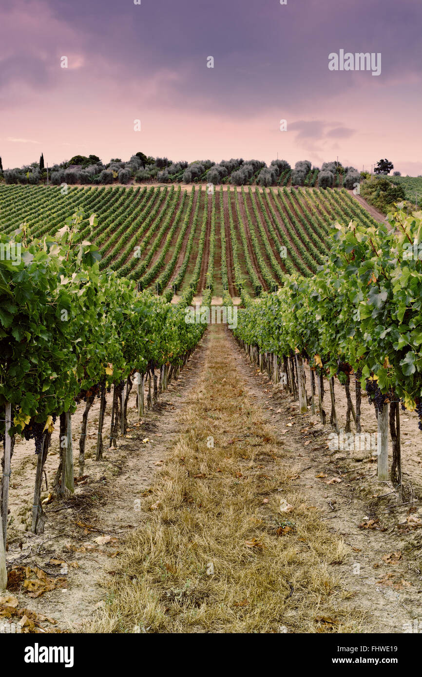 Olive and vine hi-res stock photography and images - Alamy