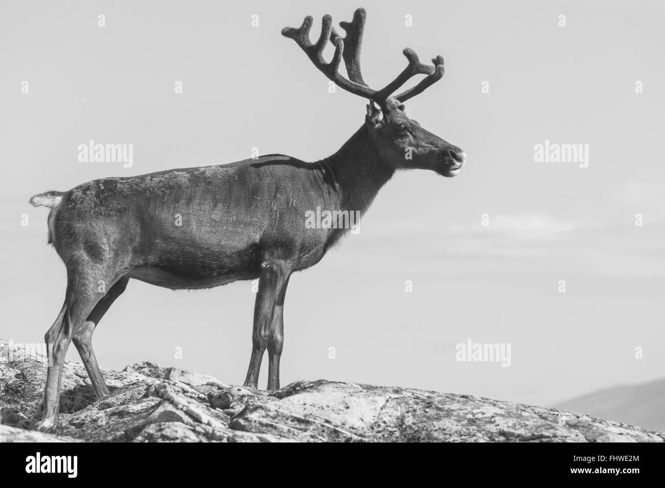 Raindeer horn Black and White Stock Photos & Images - Alamy