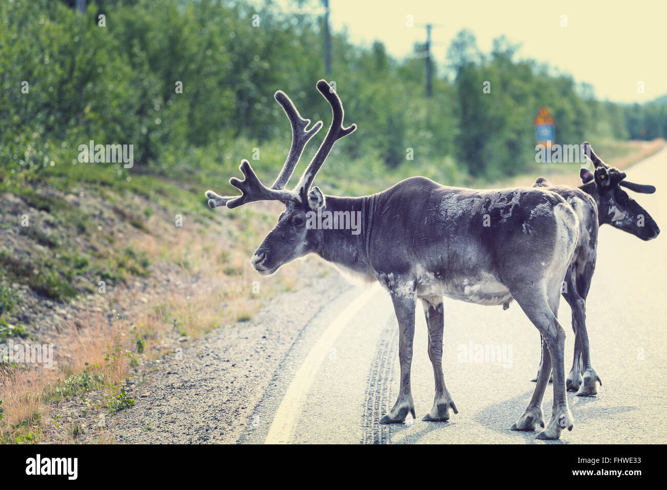 Raindeer Horn High Resolution Stock Photography and Images - Alamy