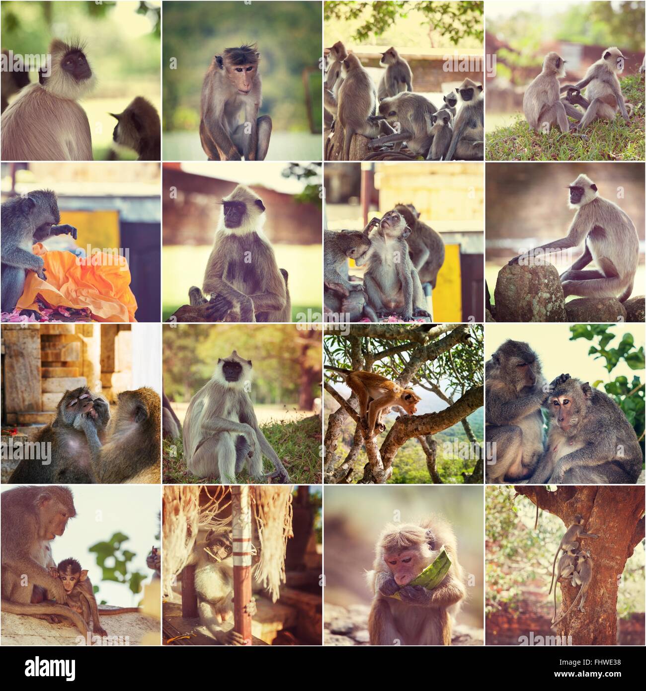 Monkey collage hi-res stock photography and images - Alamy