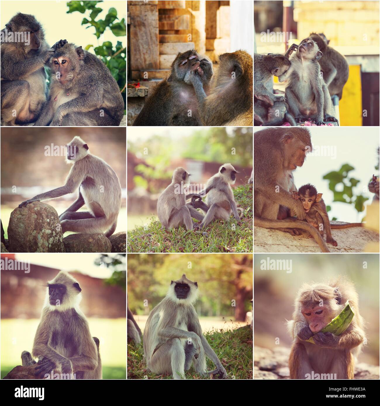 Monkey collage hi-res stock photography and images - Alamy