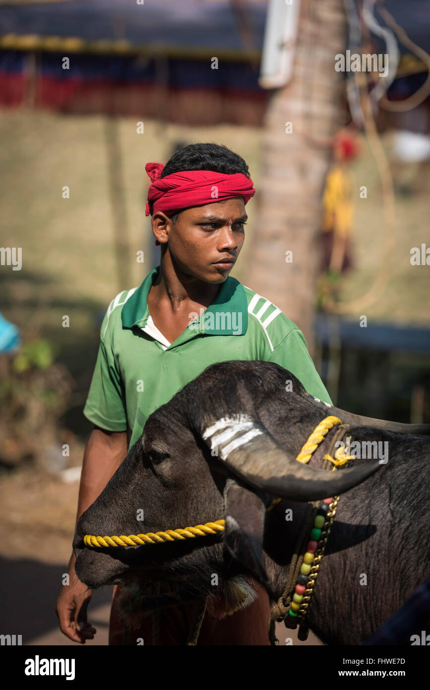 Buffalo race celebration in Western Karnataka, India Stock Photo - Alamy