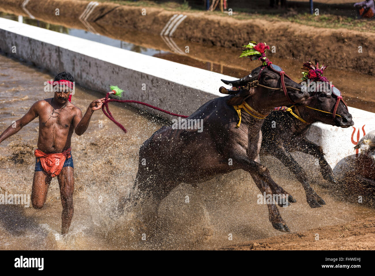 Buffalo race celebration in Western Karnataka, India Stock Photo - Alamy