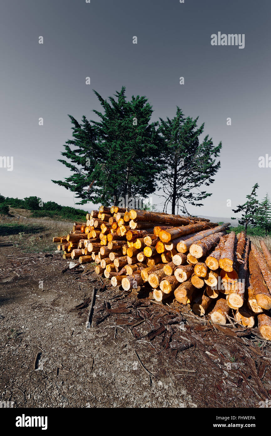 Logging ecology hi-res stock photography and images - Alamy