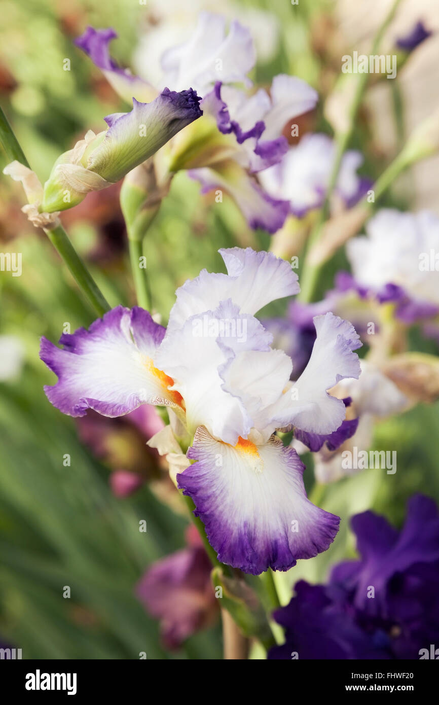 Iris stamens hi-res stock photography and images - Alamy