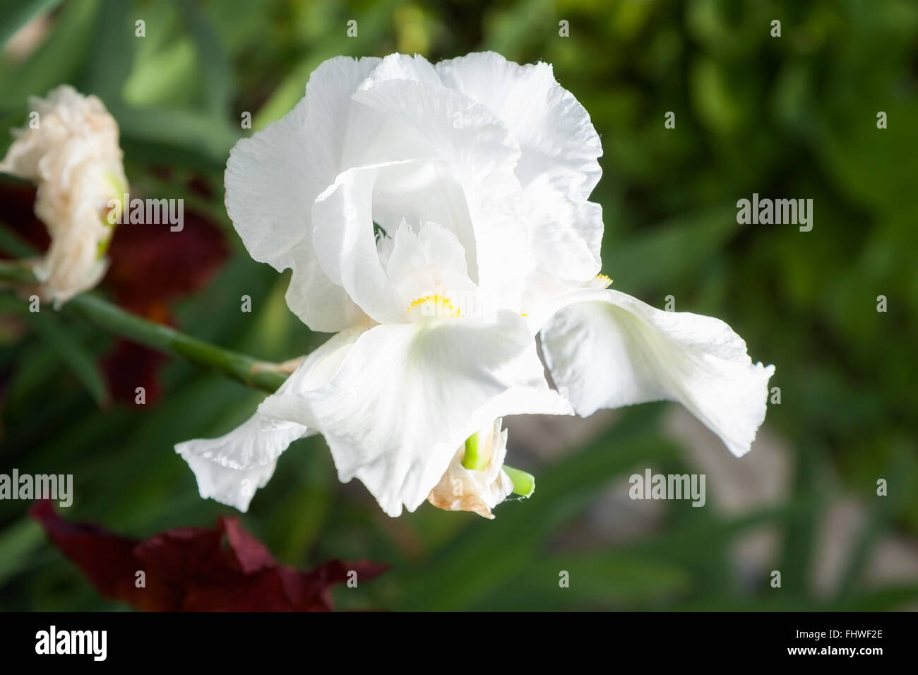 Iris stamens hi-res stock photography and images - Alamy