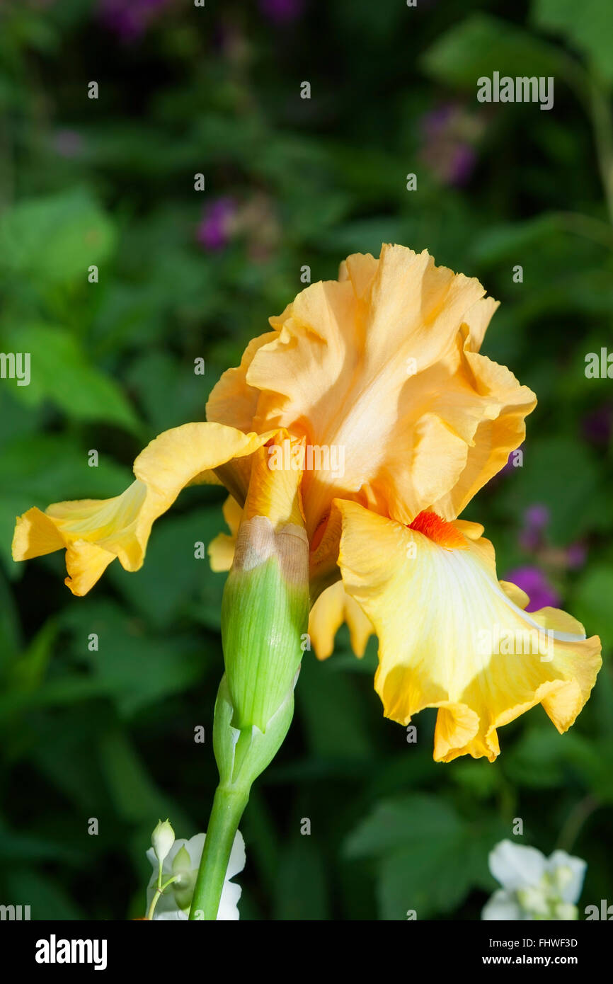 Iris stamens hi-res stock photography and images - Alamy
