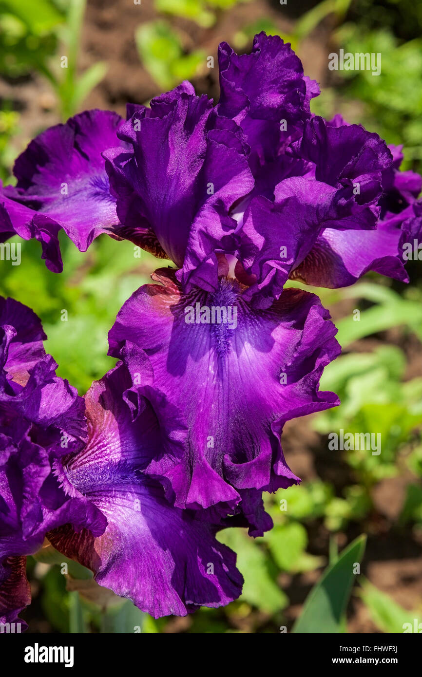 Iris stamens hi-res stock photography and images - Alamy