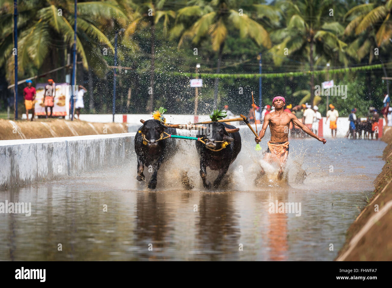 Buffalo race celebration in Western Karnataka, India Stock Photo - Alamy