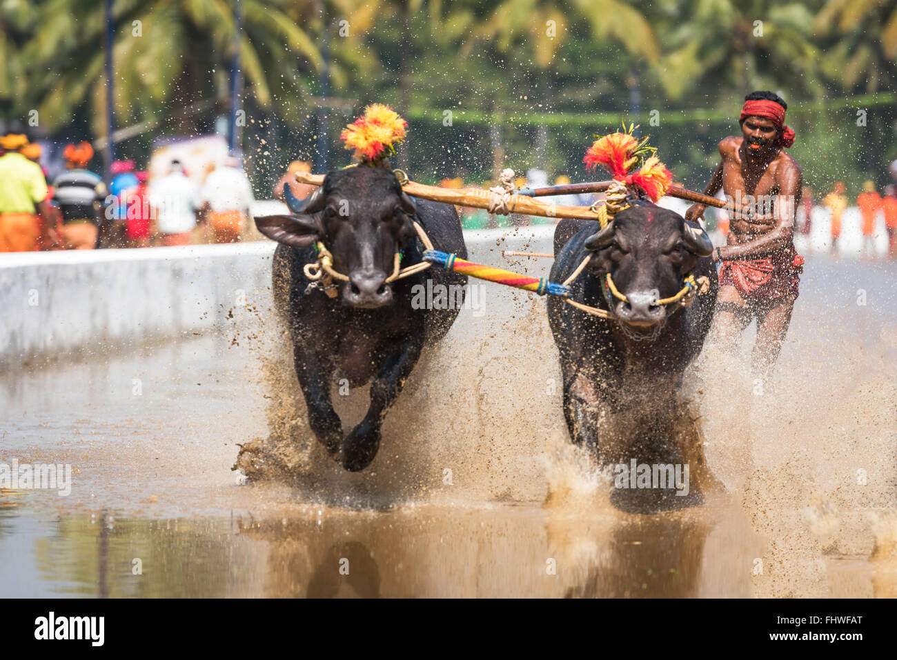 Buffalo race celebration in Western Karnataka, India Stock Photo - Alamy