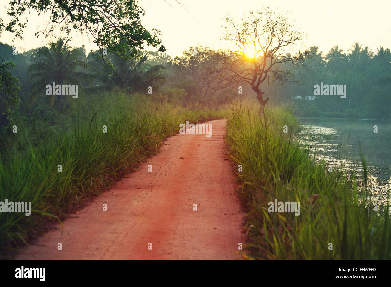 Road in jungle Stock Photo - Alamy
