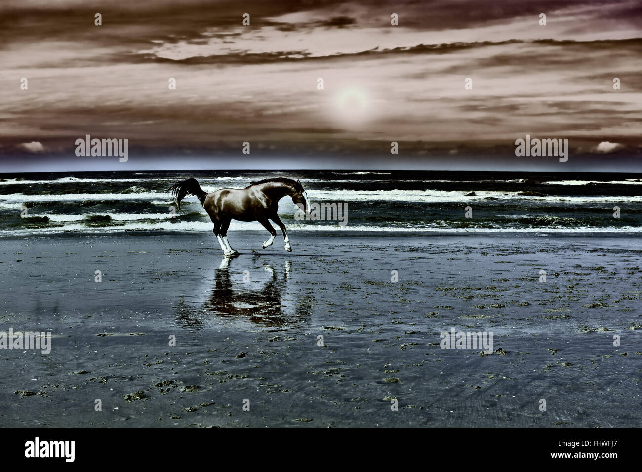 Dancing horse hi-res stock photography and images - Alamy