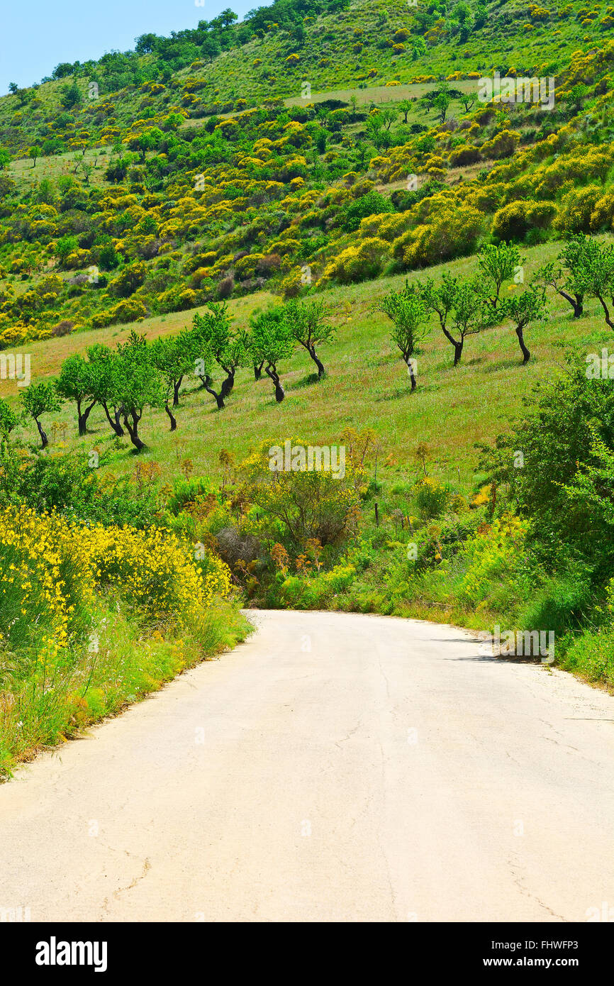 Italian countryside flower road hi-res stock photography and images - Alamy