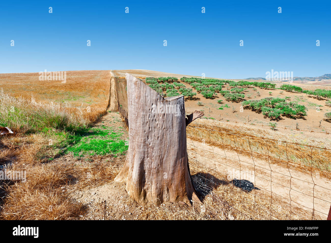 Olive tree stump hi-res stock photography and images - Alamy