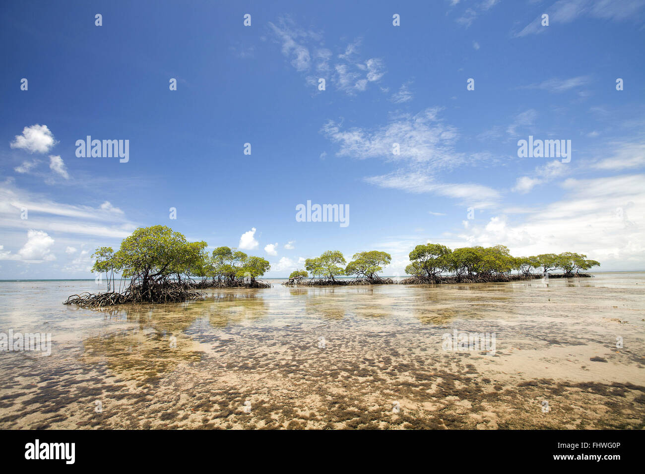 Mangue in Castelhanos tip south of Boipeba - Archipelago Tinharé Stock ...