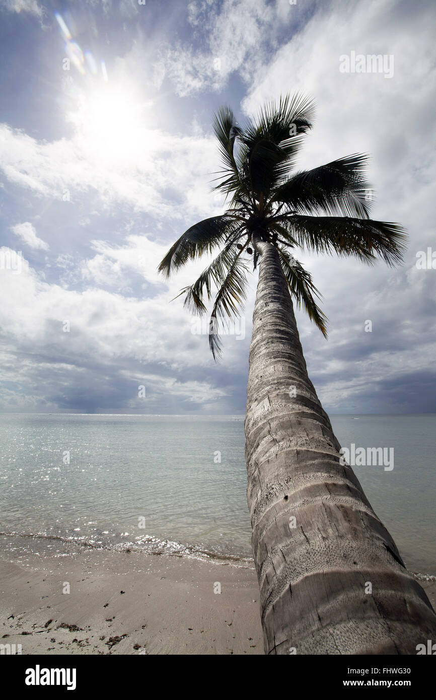 Coconut tree in Morere Beach - Boipeba - Archipelago Tinharé Stock ...