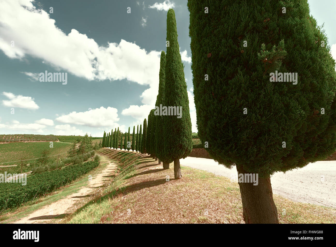 Italian cypress tree plantation hi-res stock photography and images - Alamy