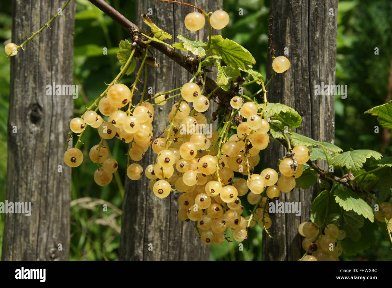 Ribes rubrum Blanka, White currant Stock Photo - Alamy