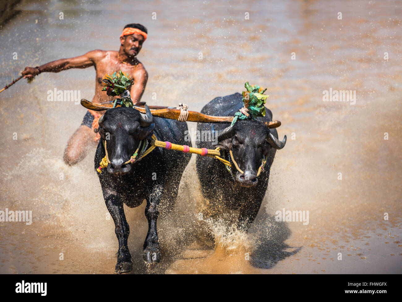 Buffalo race celebration in Western Karnataka, India Stock Photo - Alamy