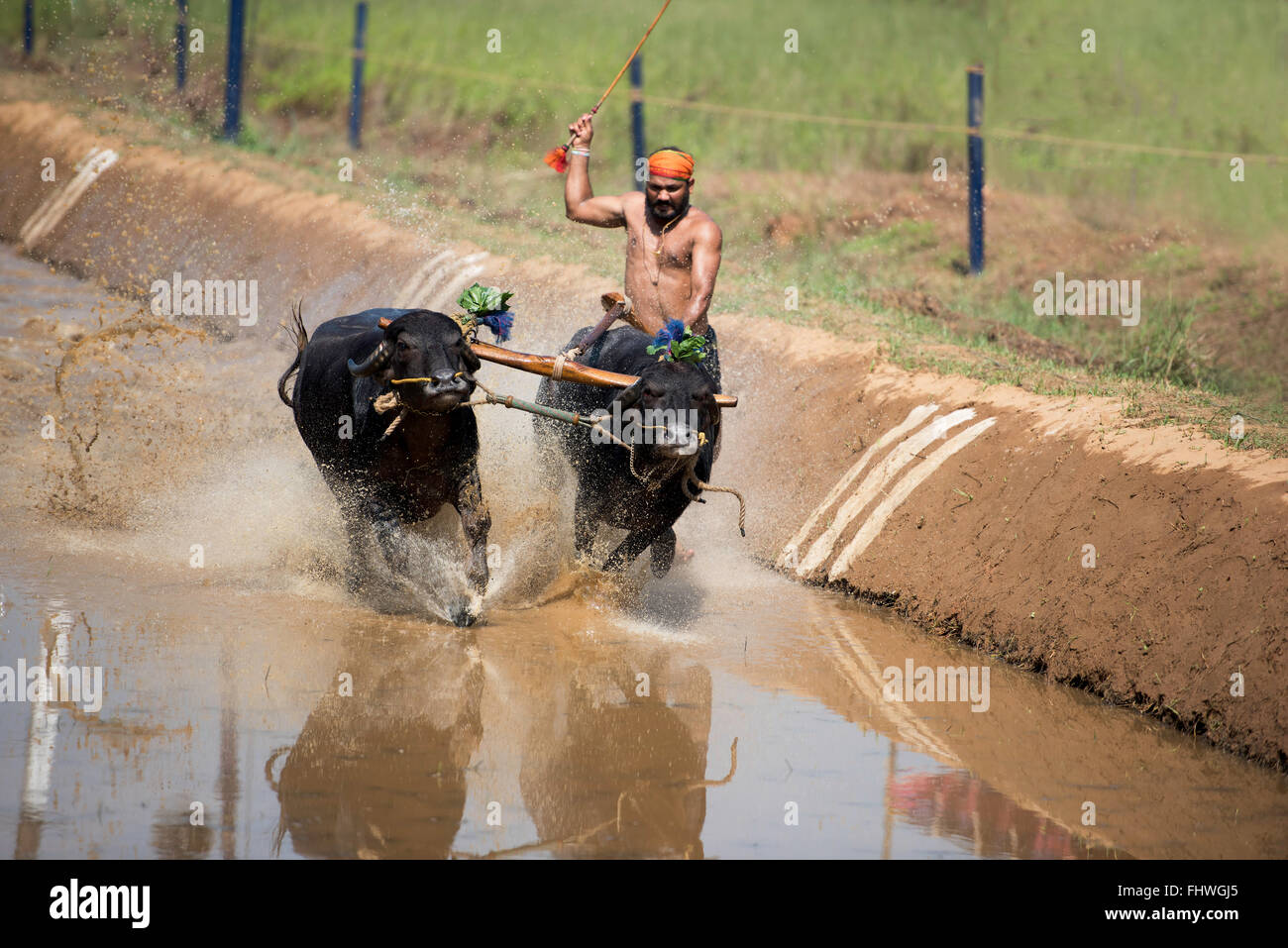 Buffalo race celebration in Western Karnataka, India Stock Photo - Alamy