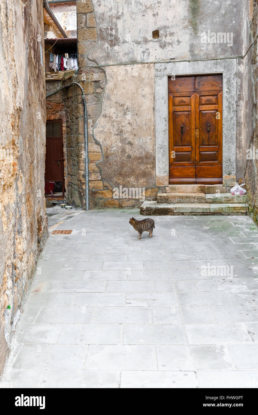 Cat in the Courtyard Stock Photo - Alamy