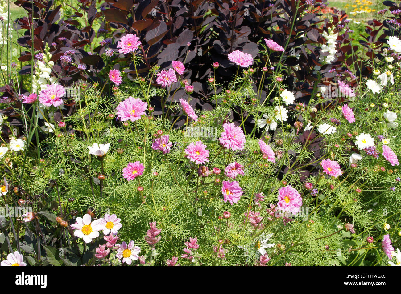 Mexican aster cosmos bipinnatus hi-res stock photography and images - Alamy