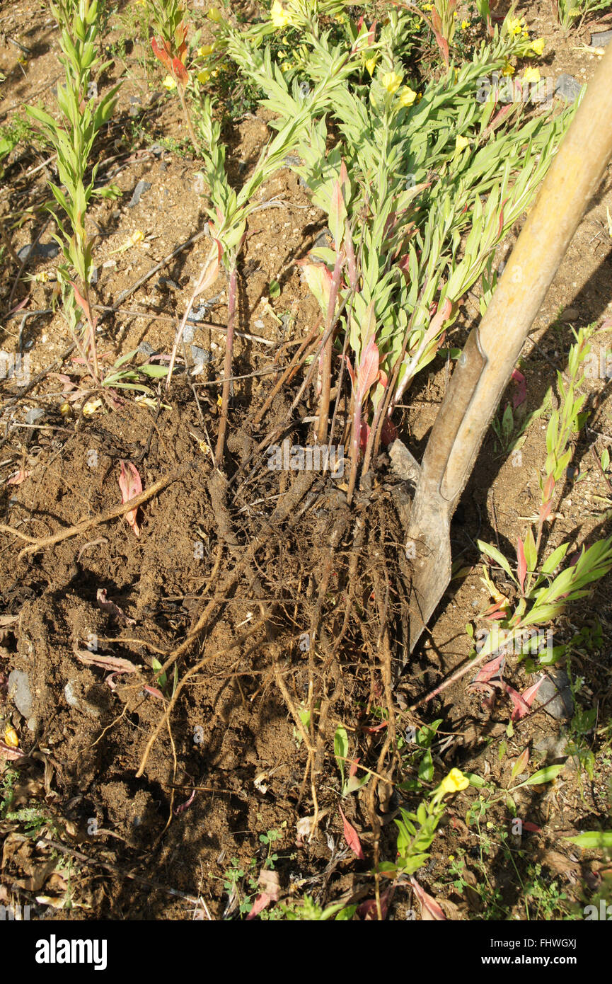 Oenothera biennis roots hi-res stock photography and images - Alamy