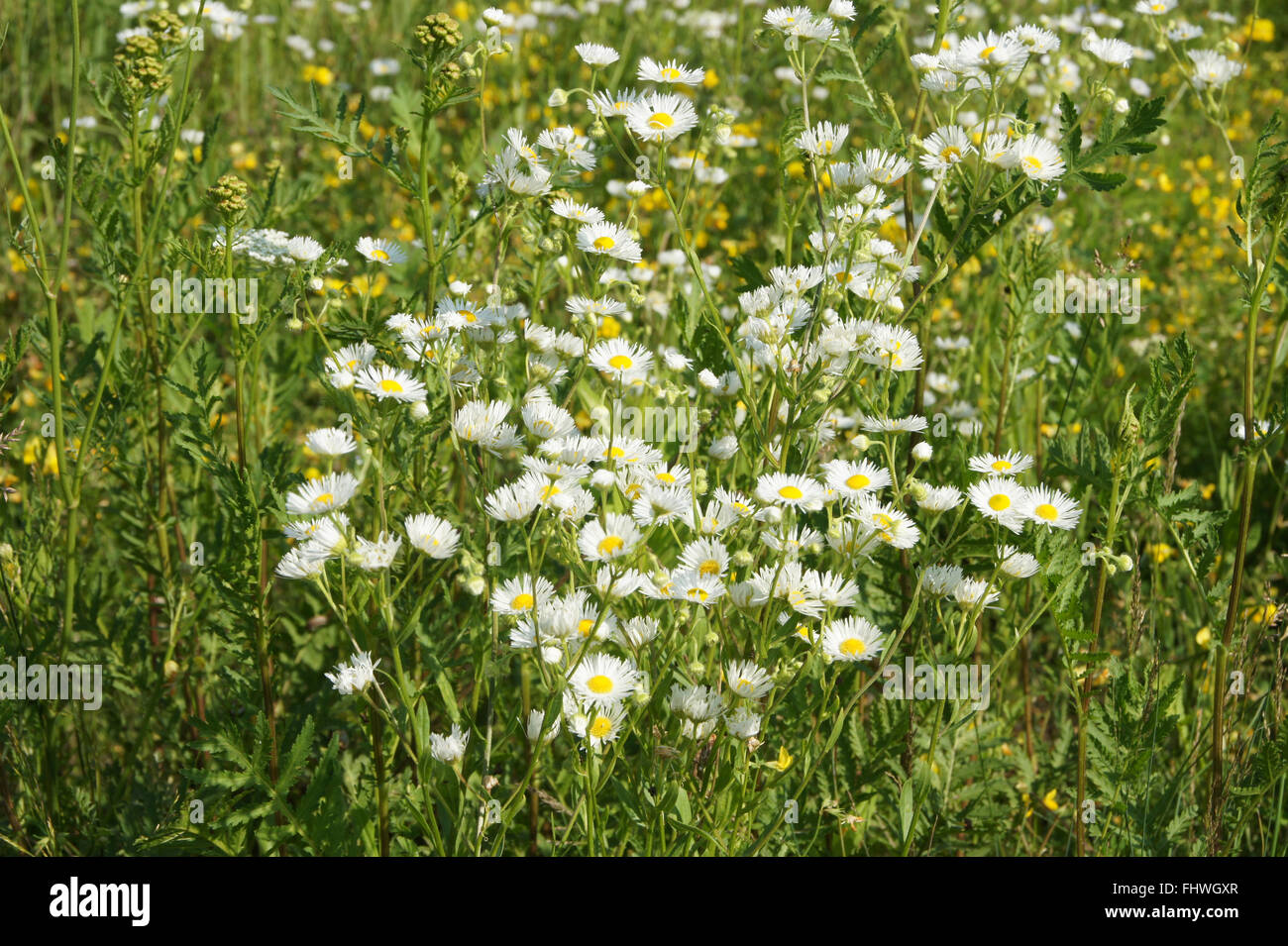 Erigeron annus hi-res stock photography and images - Alamy
