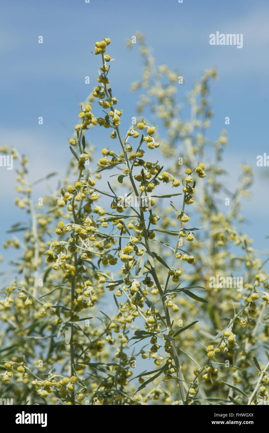 Artemisia absinthium lambrook mist hi-res stock photography and images ...