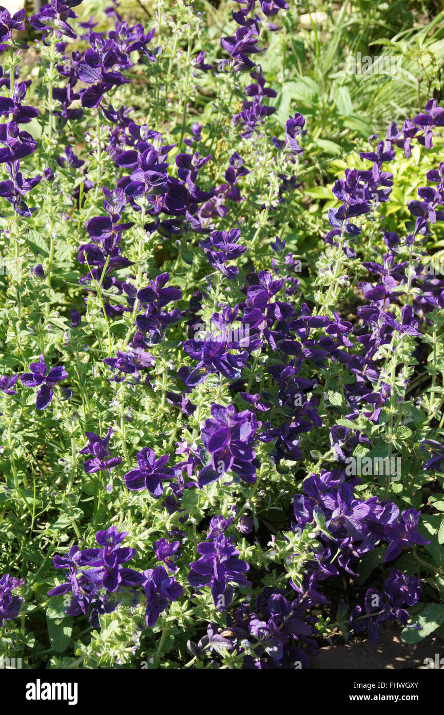 Salvia farinacea, Mealy sage Stock Photo - Alamy