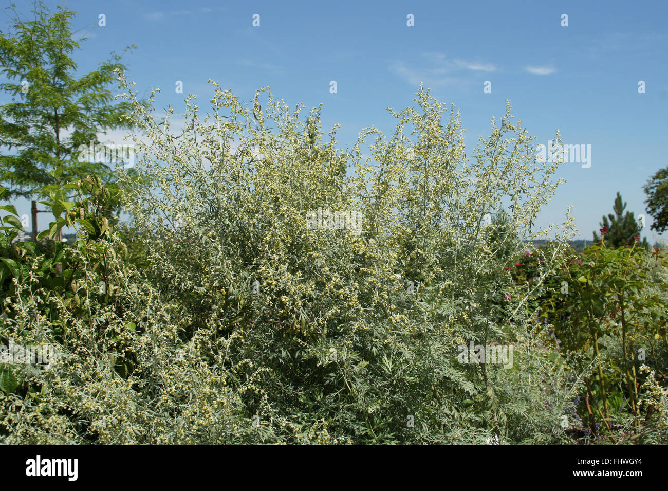 Artemisia absinthium Lambrook Mist, Wormwood Stock Photo - Alamy