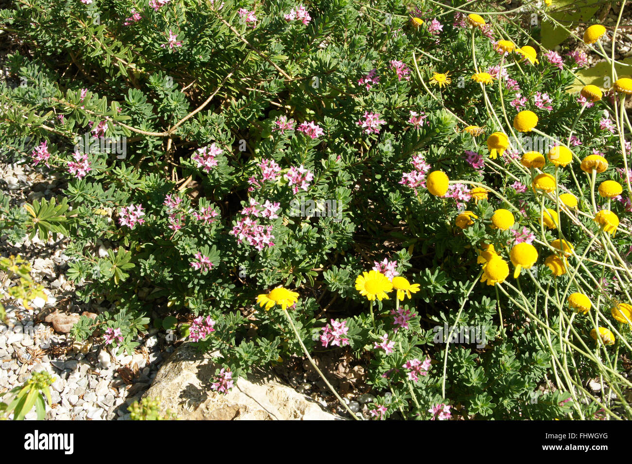 Daphne cneorum, Garland flower Stock Photo - Alamy