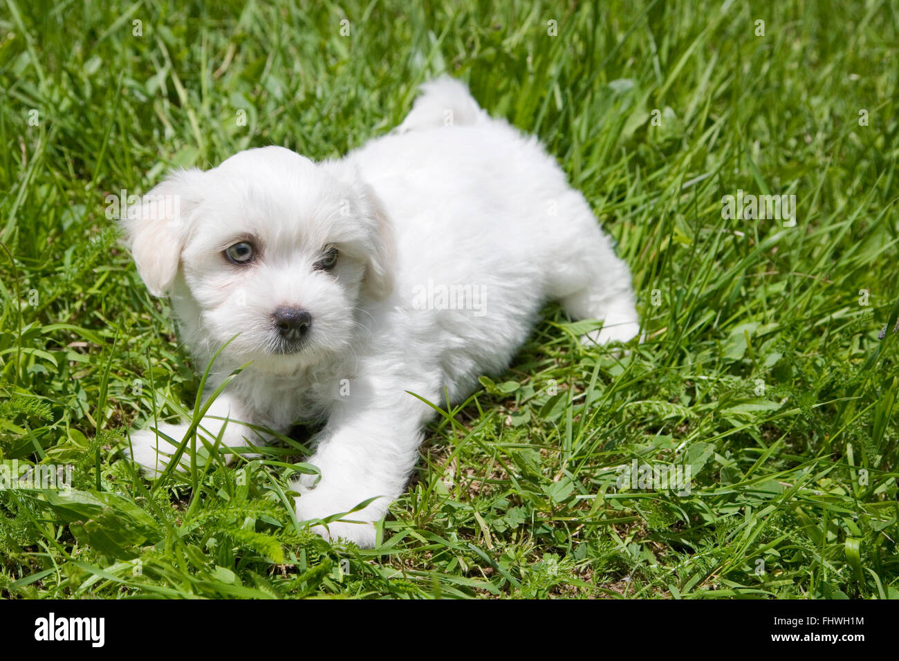 Bichon puppy hi-res stock photography and images - Alamy
