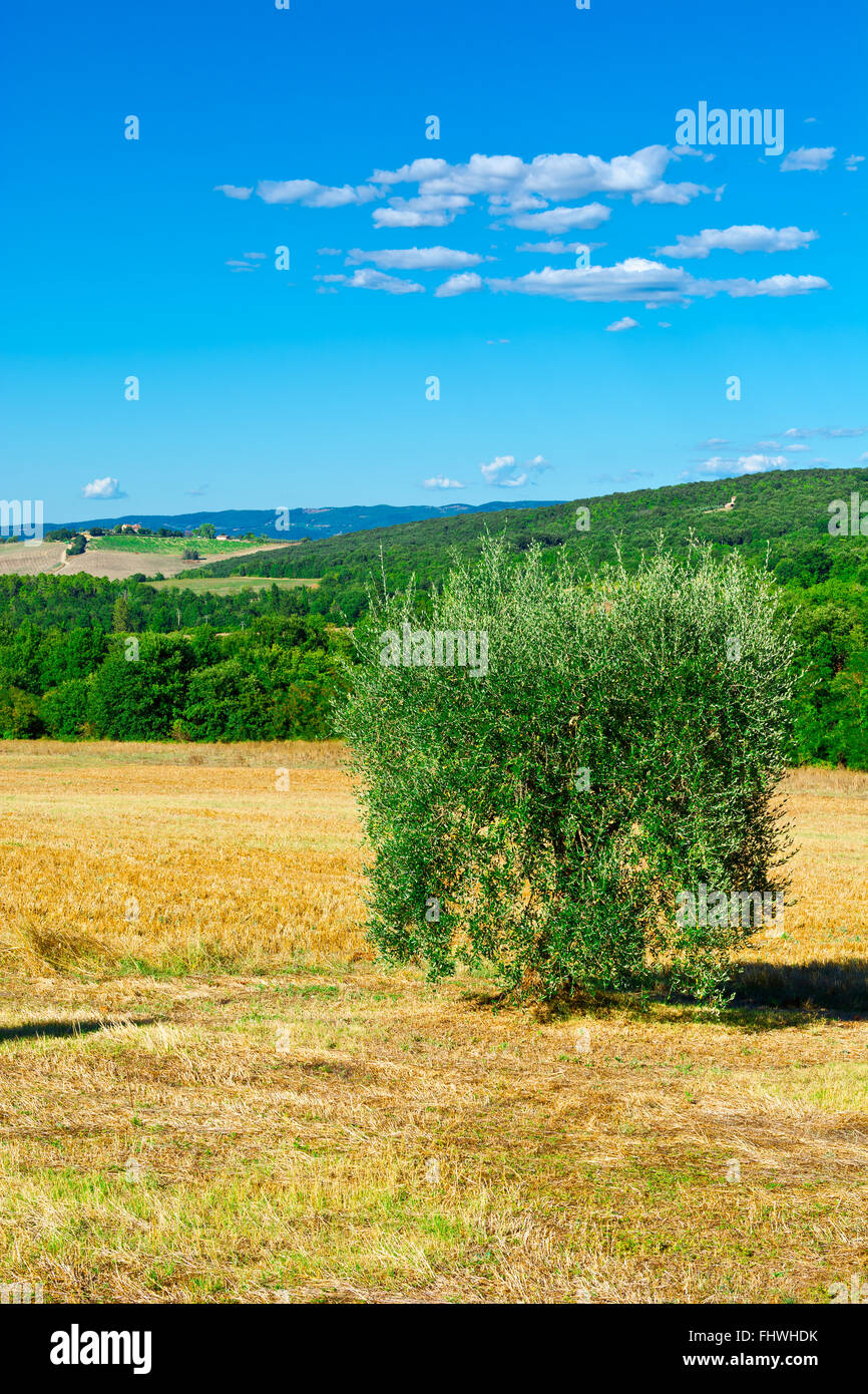Olive tree forest hi-res stock photography and images - Alamy