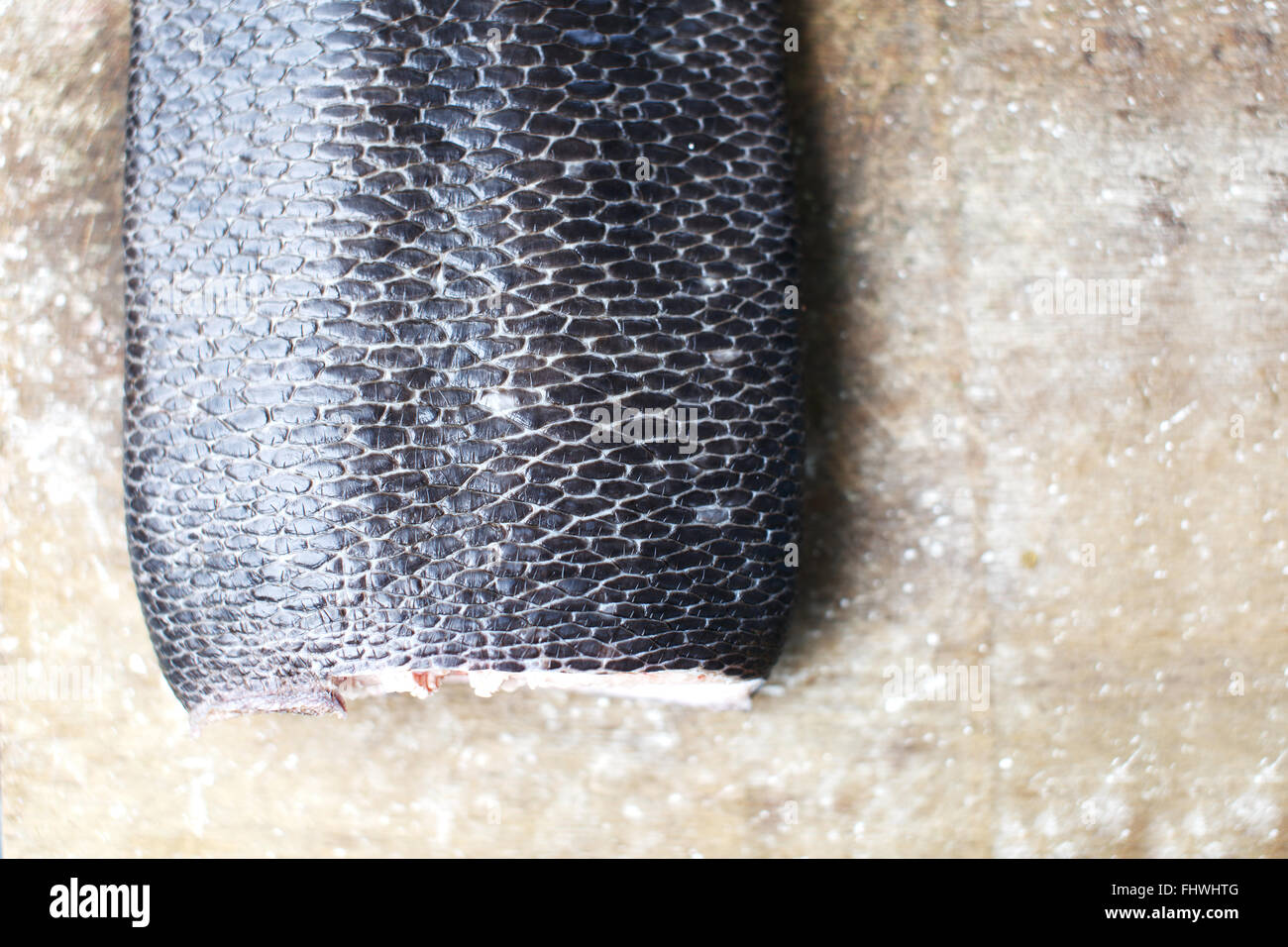 Beaver tail hi-res stock photography and images - Alamy