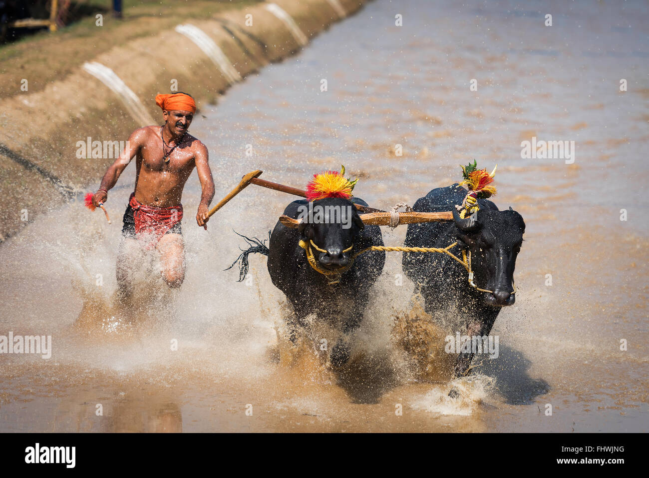 Buffalo race celebration in Western Karnataka, India Stock Photo - Alamy