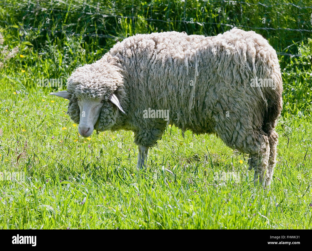 Nervous sheep High Resolution Stock Photography and Images - Alamy