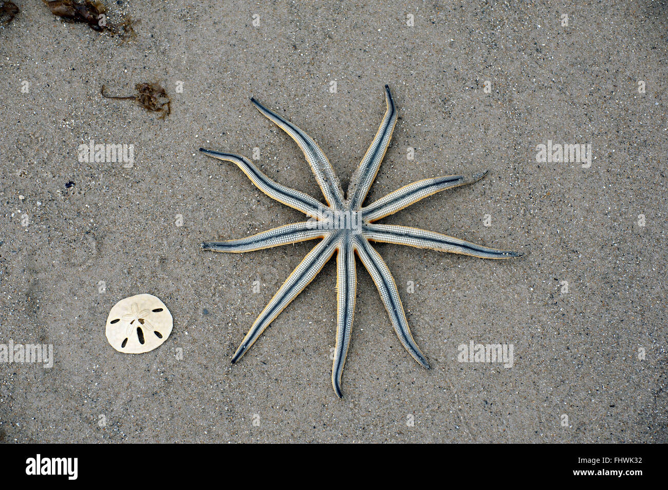 Wafer-the-beach - Encope emarginata and star starfish nine arms ...