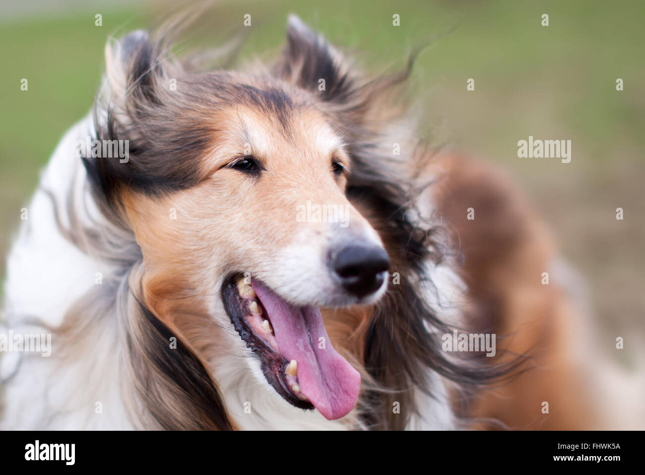 Dog head on trees hi-res stock photography and images - Alamy