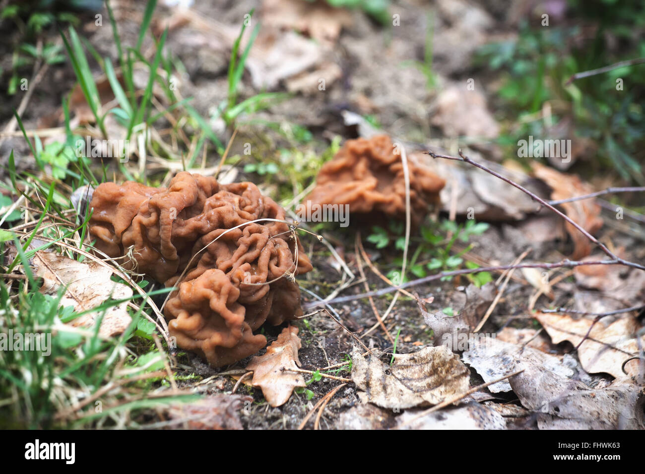 Gyromitra are highly poisonous when raw due to the presence of ...