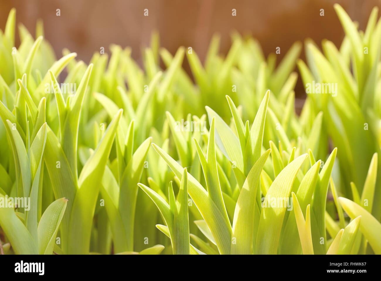 Seedling sprout sun hi-res stock photography and images - Alamy